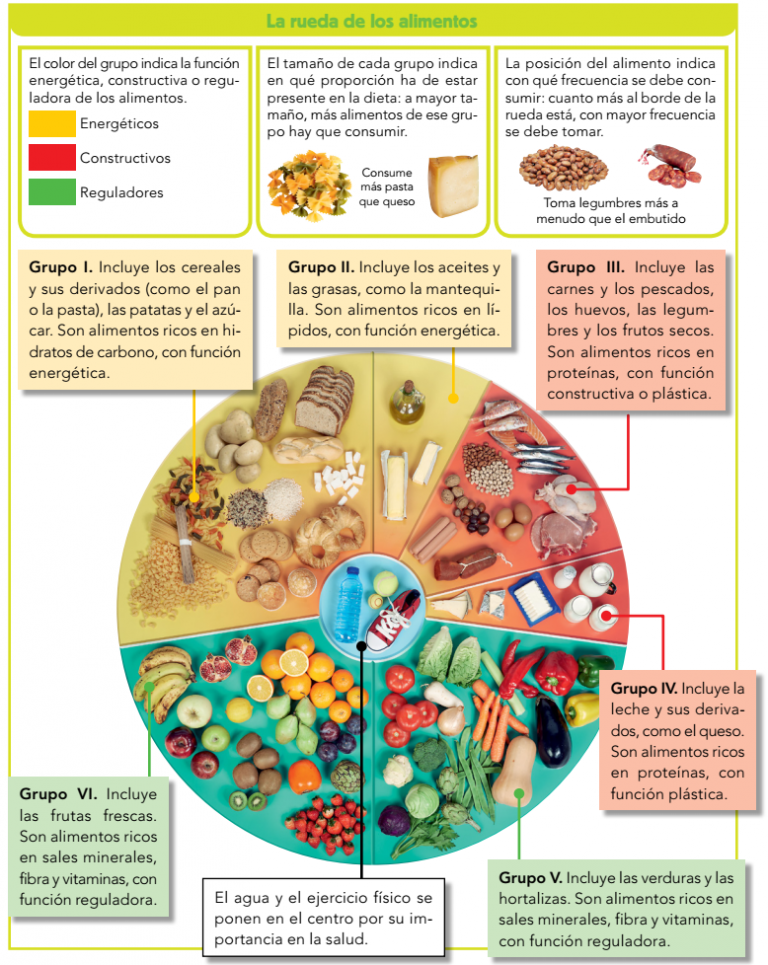 La rueda de los alimentos – Cuaderno de clase