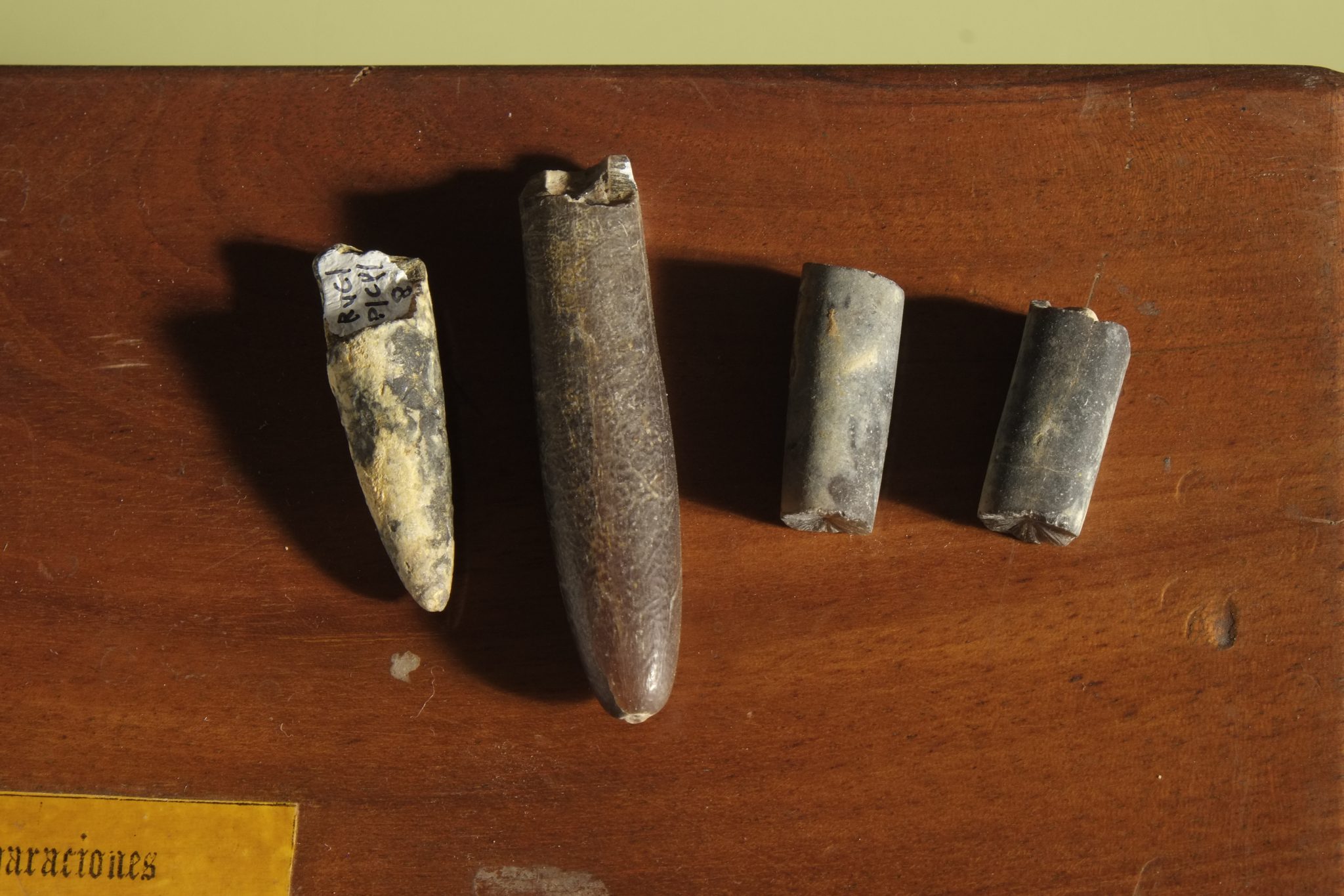 Belemnites sp – IES Ramón y Cajal
