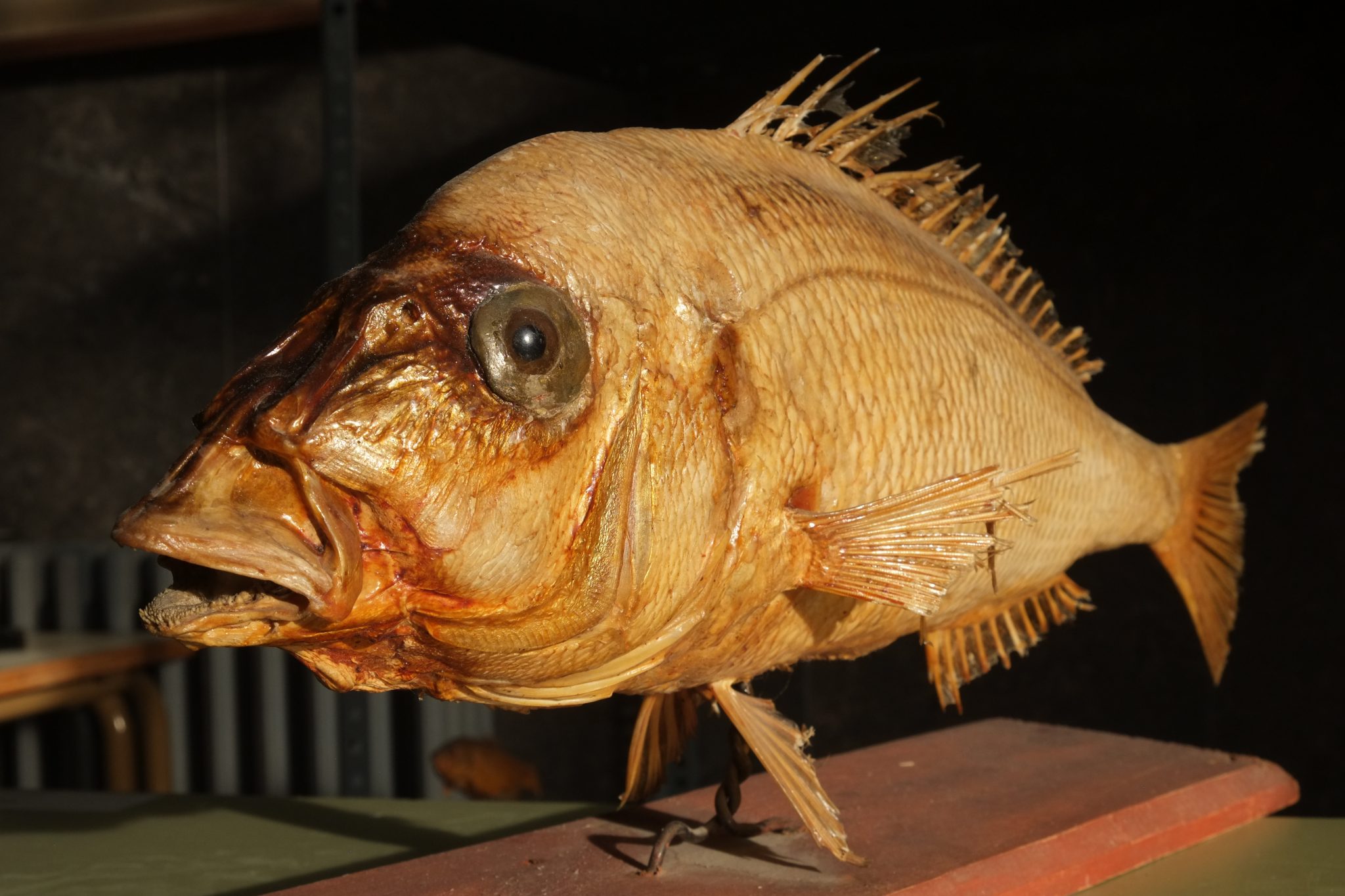 Sparus aurata – IES Ramón y Cajal