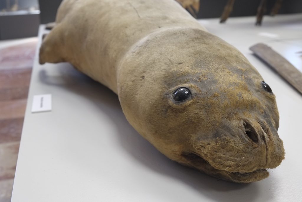 Monachus monachus – IES Ramón y Cajal